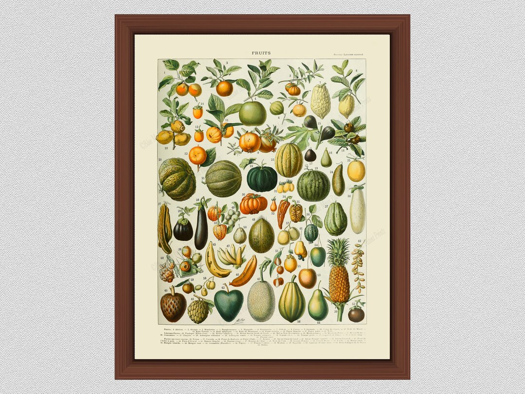 Vintage French Fruit Poster (B), Vintage Larousse Fruit Print, Millot ...