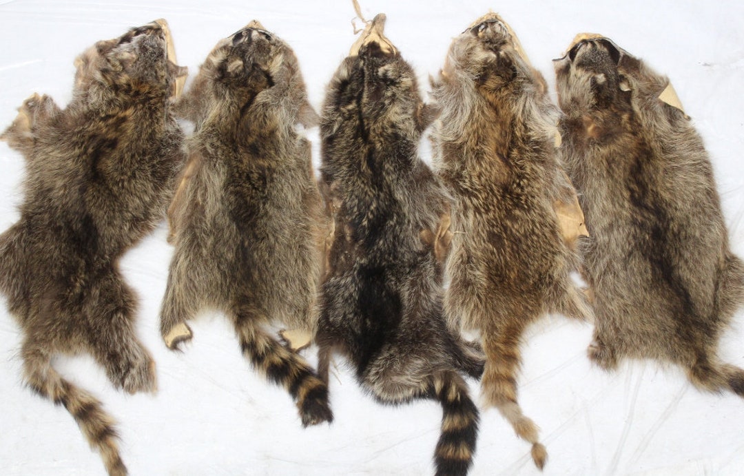 Scrap Item: 20 Raccoon Fur Skins in Lot - Etsy