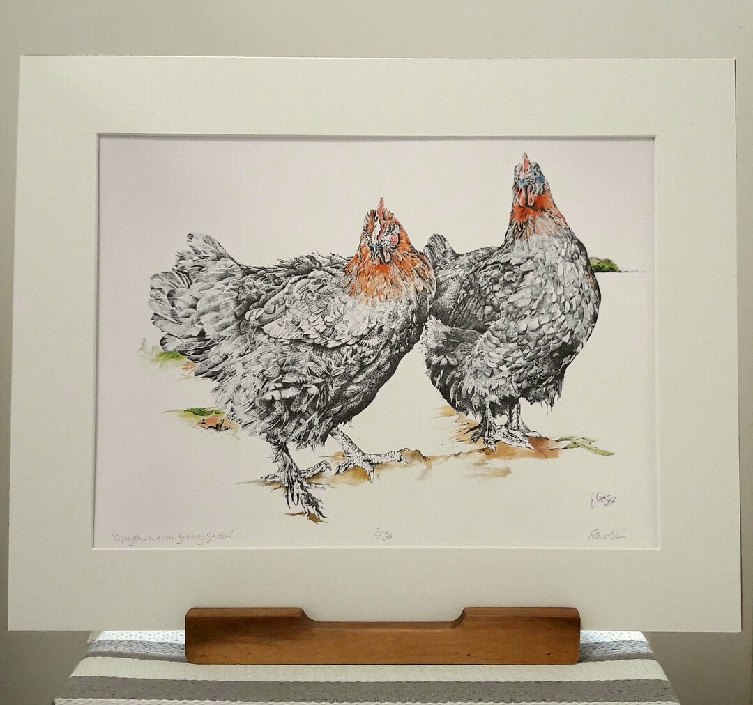 Orpingtons, Chickens, Black Feather Roosters, Farmyard Hen, Original ...
