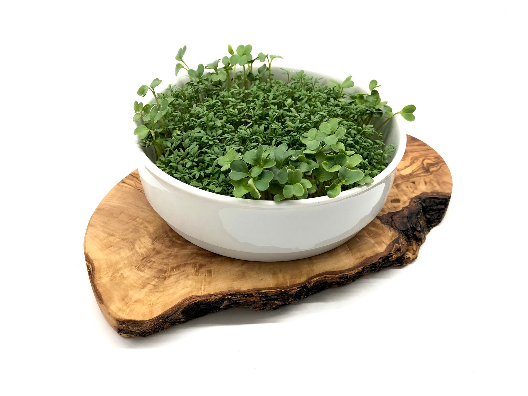 Sowing and Harvesting Cress in the Pot Optionally With Herb | Etsy