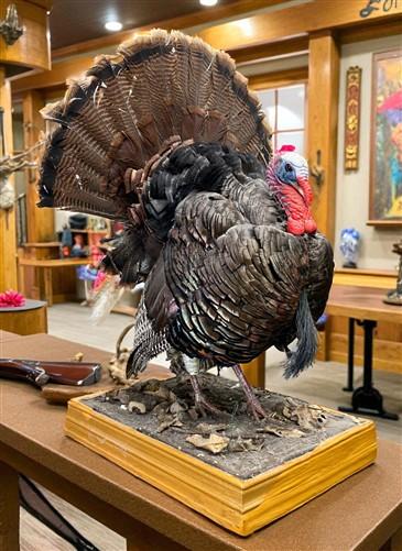 Full Body Wild Turkey Mount, Strutting Tom Turkey Taxidermy on ...
