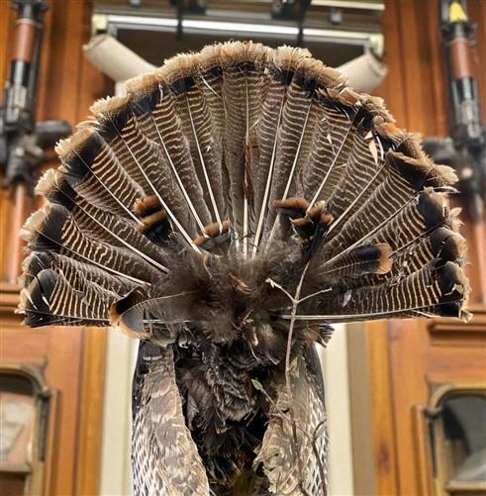 Full Body Wild Turkey Mount, Strutting Tom Turkey Taxidermy on ...