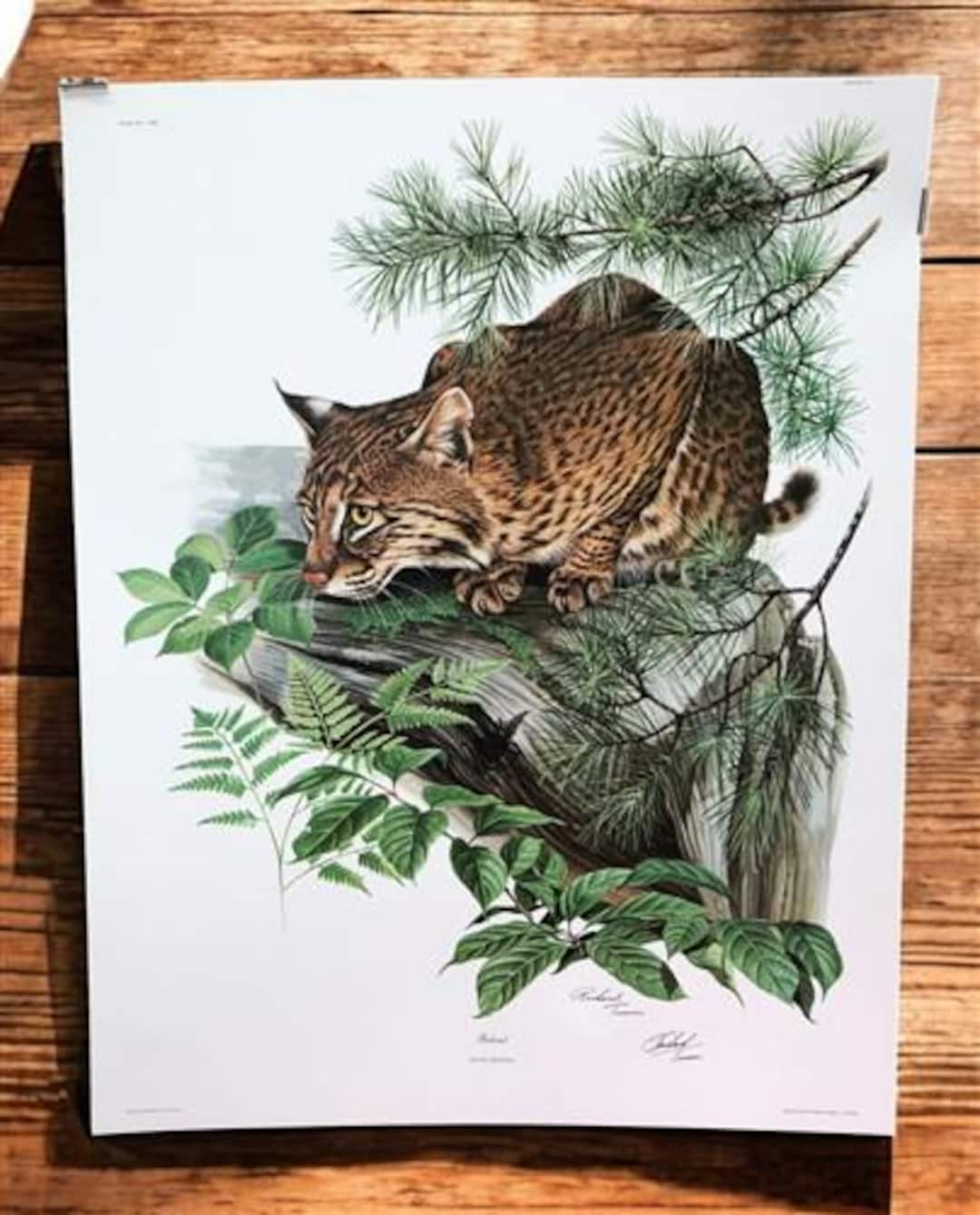 Richard Timm, Bobcat, Signed Print, 28x22 Wade Collection, Plate 8 - Etsy
