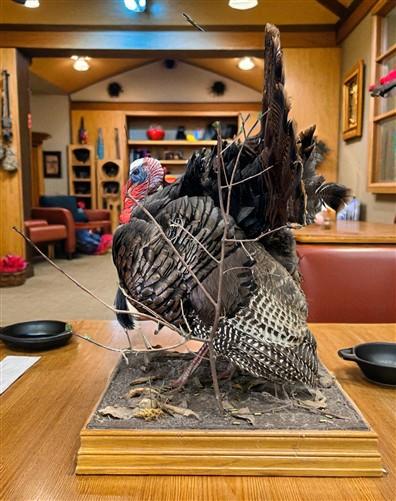 Full Body Wild Turkey Mount, Strutting Tom Turkey Taxidermy on ...