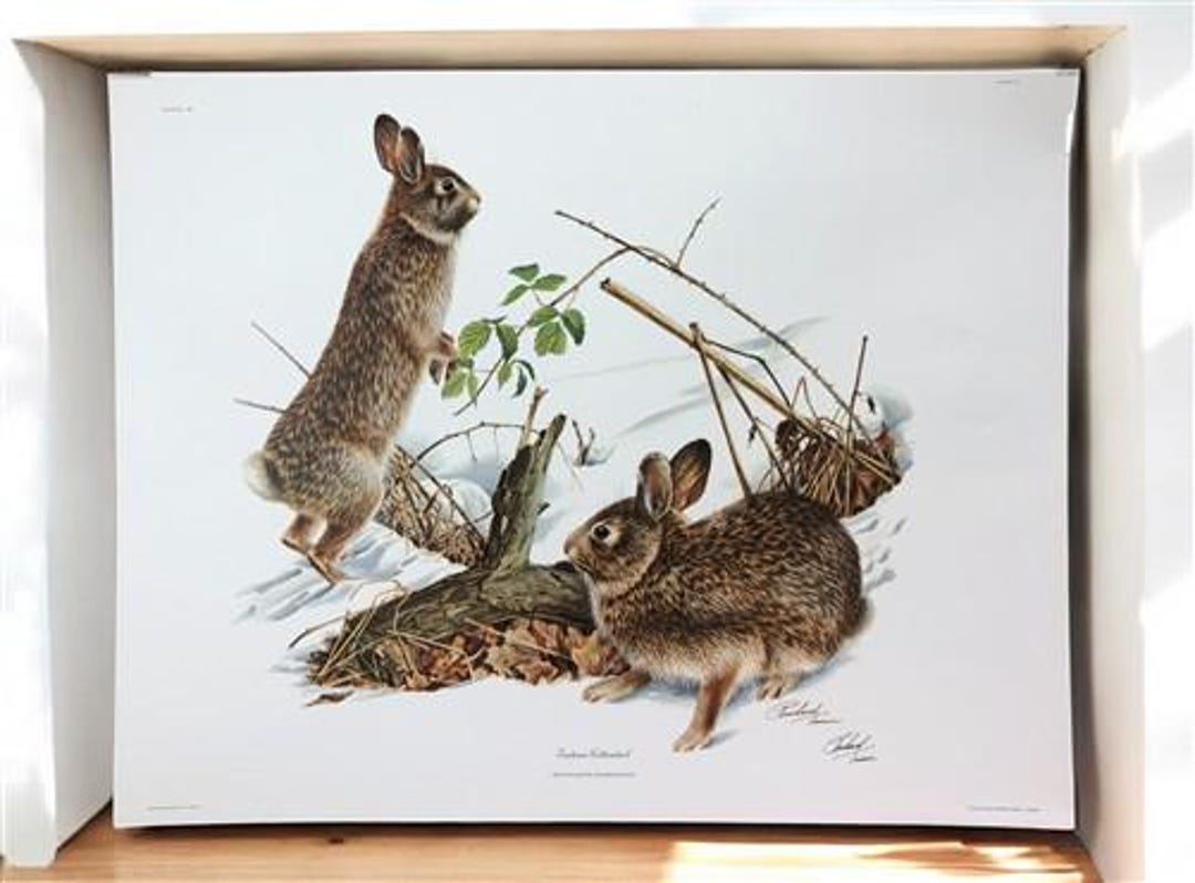 Richard Timm, Eastern Cottontail, Signed Print, 28x22 Wade Collection ...