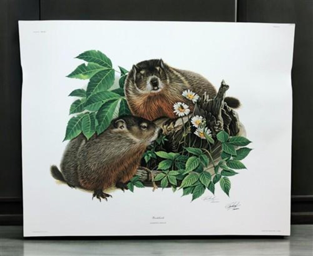 Richard Timm, Woodchuck, Signed Print, 28x22 Wade Collection, Plate 28 ...
