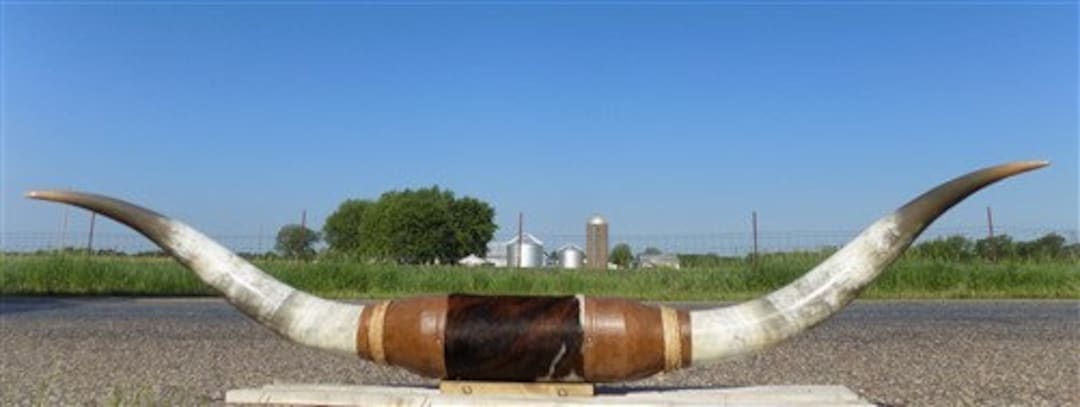 5'7 Longhorn Mounted Cattle Horns Steer Bull Western Range Texas Ranch ...