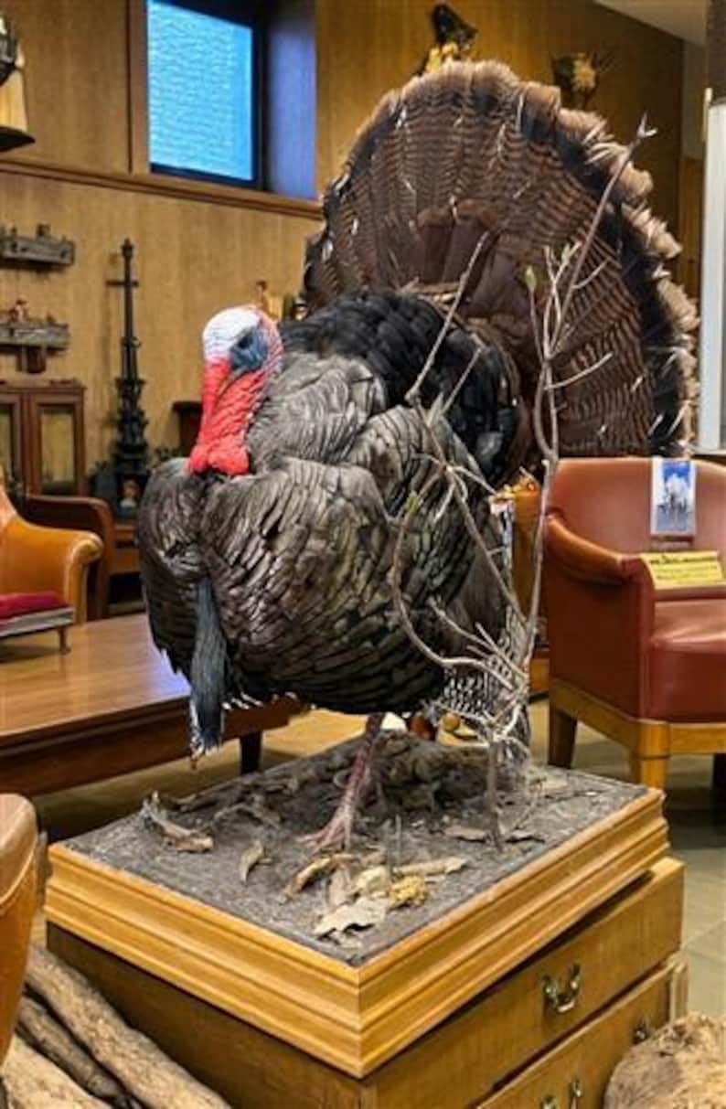 Full Body Wild Turkey Mount, Strutting Tom Turkey Taxidermy on ...