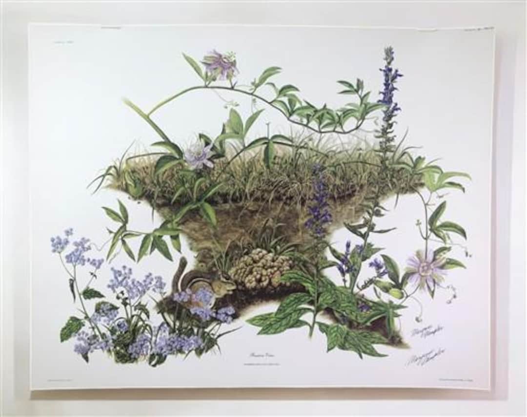 Maryrose Wampler, Passion Vine, Signed Print, 28x22 Wall Art, Plate 18 ...