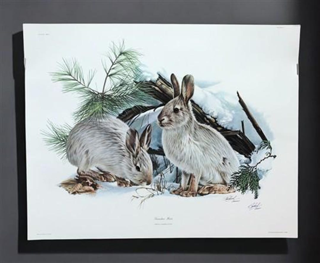 Richard Timm, Snowshoe Hare, Signed Print, 28x22 Wade Collection, Plate ...