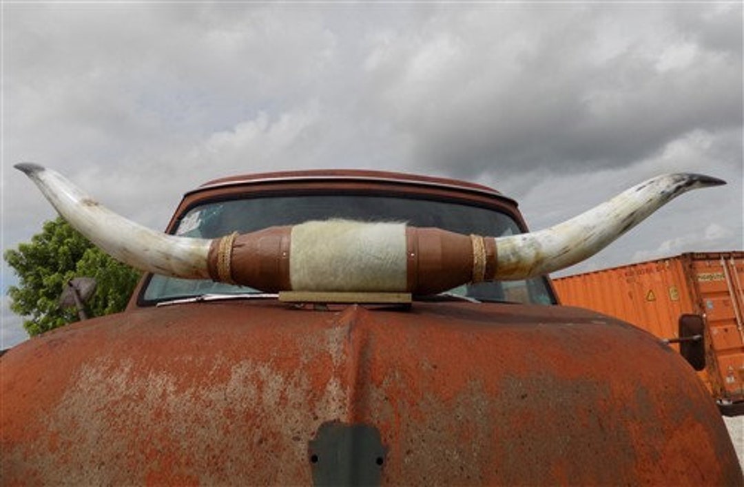 5'9 Longhorn Mounted Cattle Horns Steer Bull Western Range Texas Ranch ...