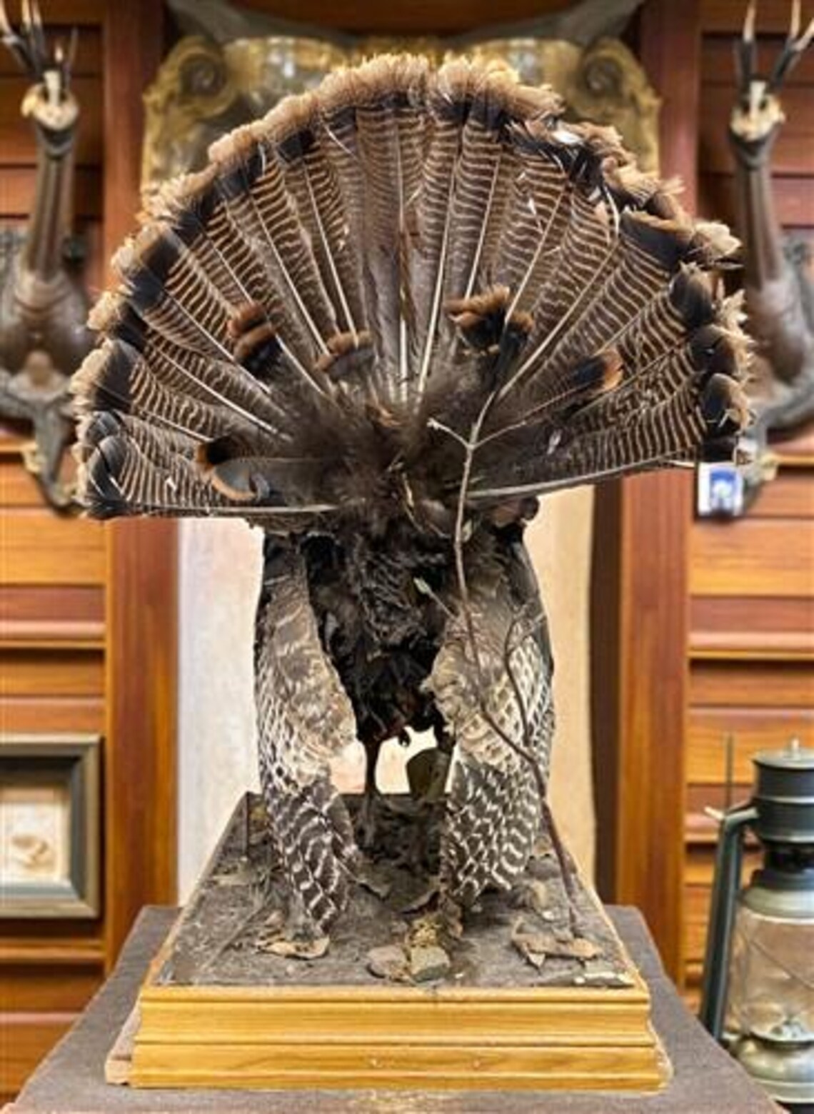 Full Body Wild Turkey Mount, Strutting Tom Turkey Taxidermy on ...