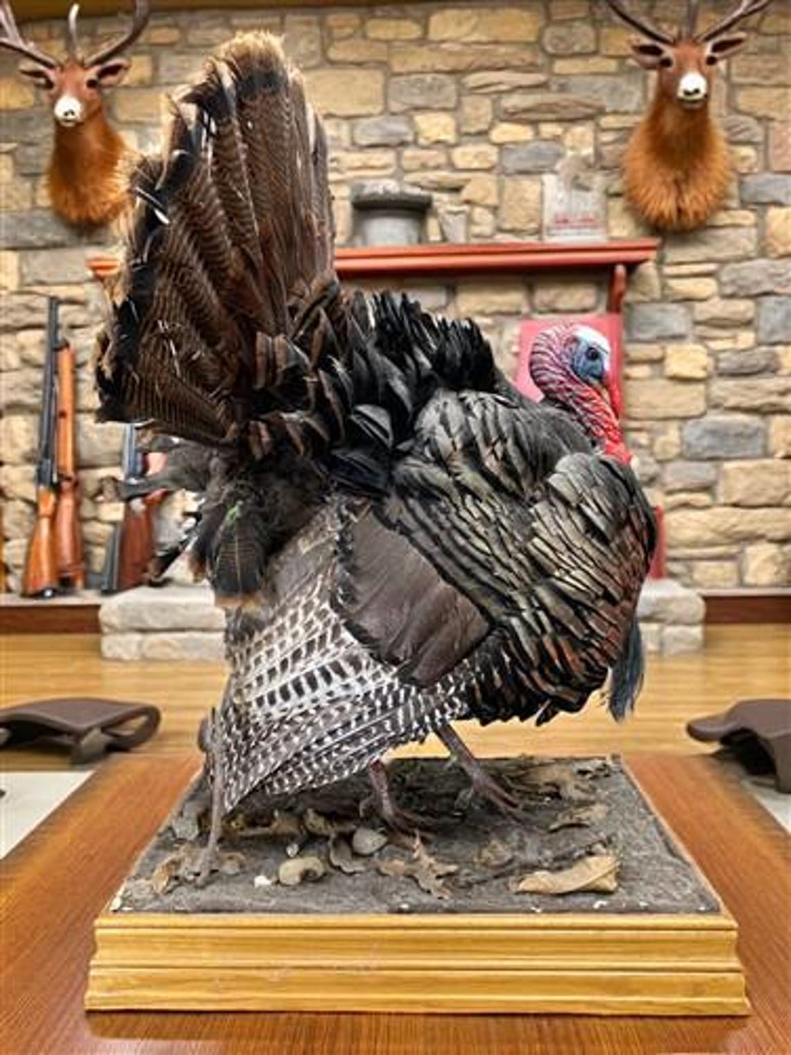 Full Body Wild Turkey Mount, Strutting Tom Turkey Taxidermy on ...