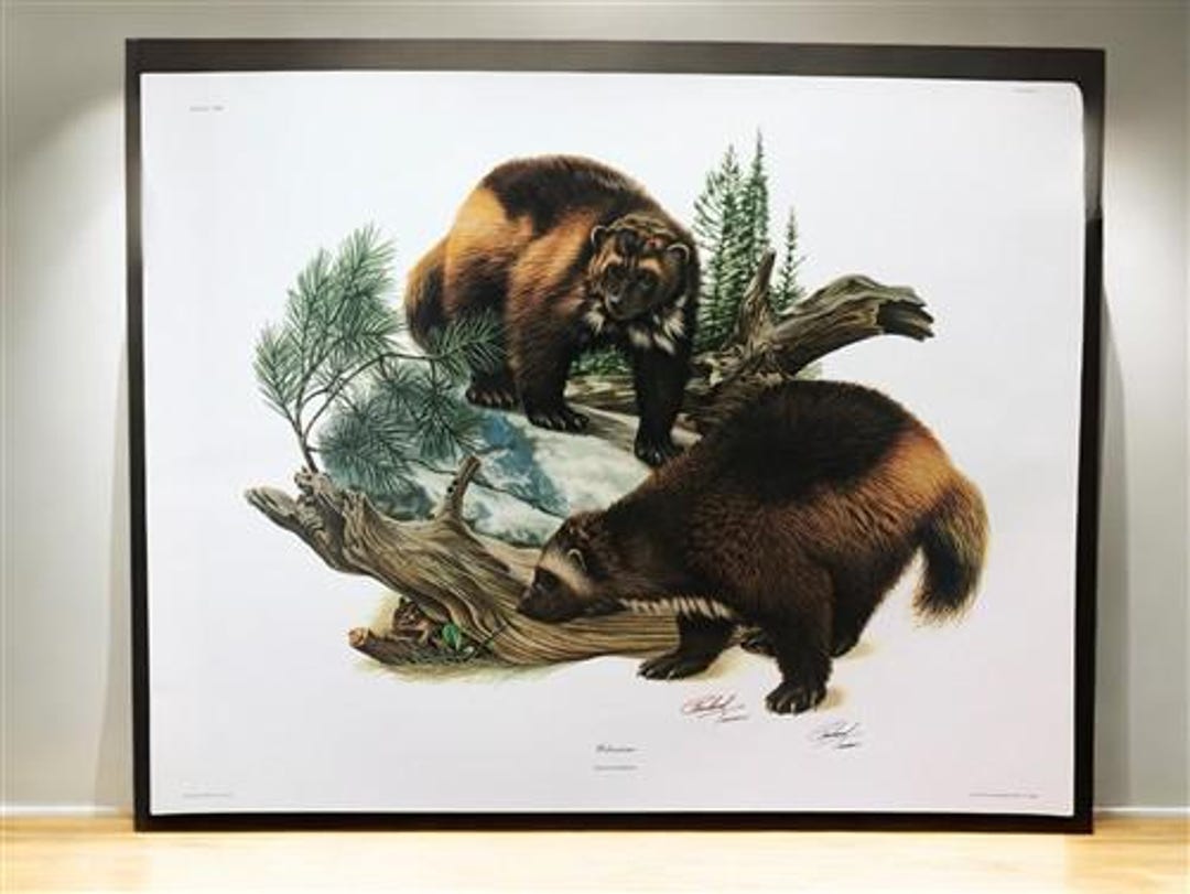 Richard Timm, Wolverine, Signed Print, 28x22 Wade Collection, Plate 14 ...