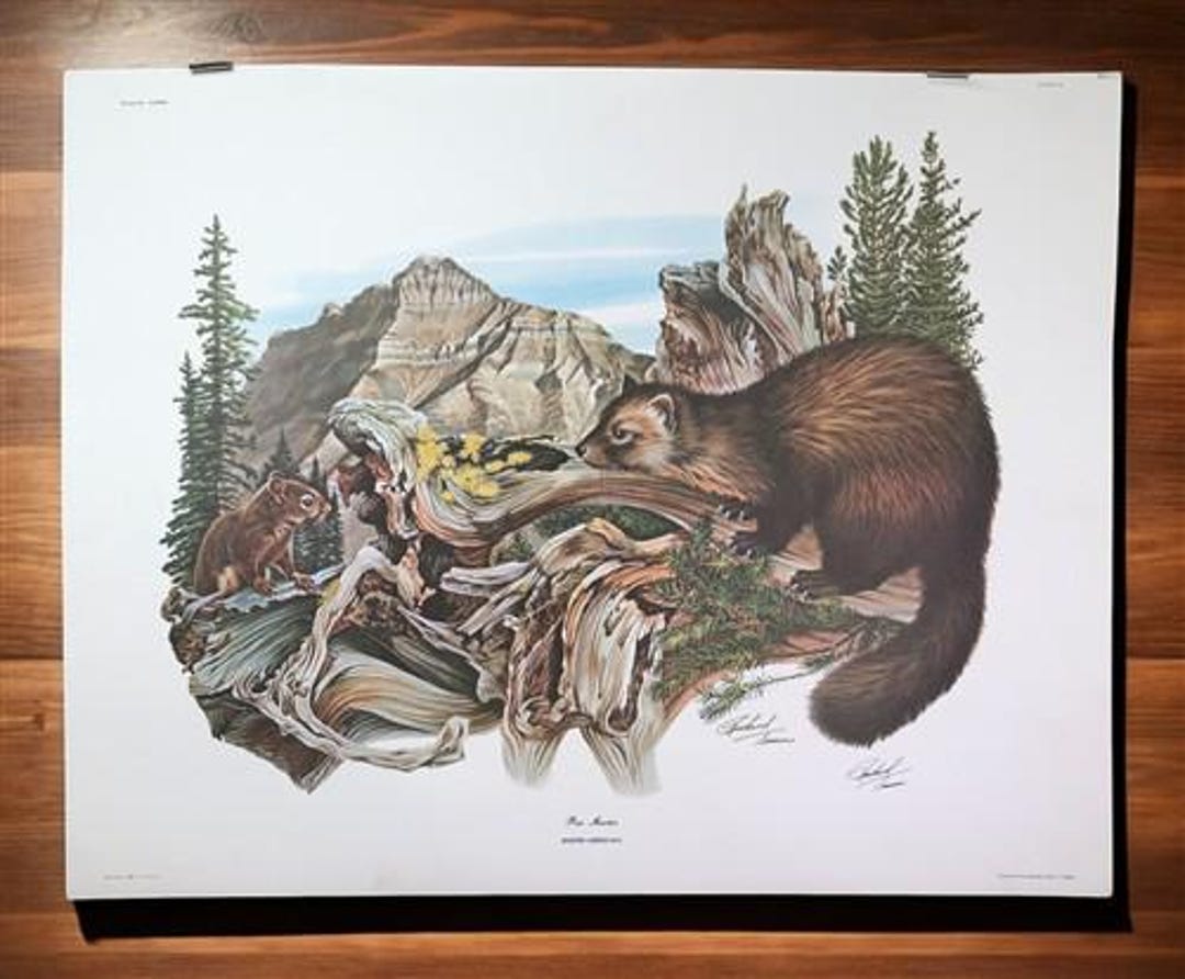 Richard Timm, Pine Marten, Signed Print, 28x22 Wade Collection, Plate ...