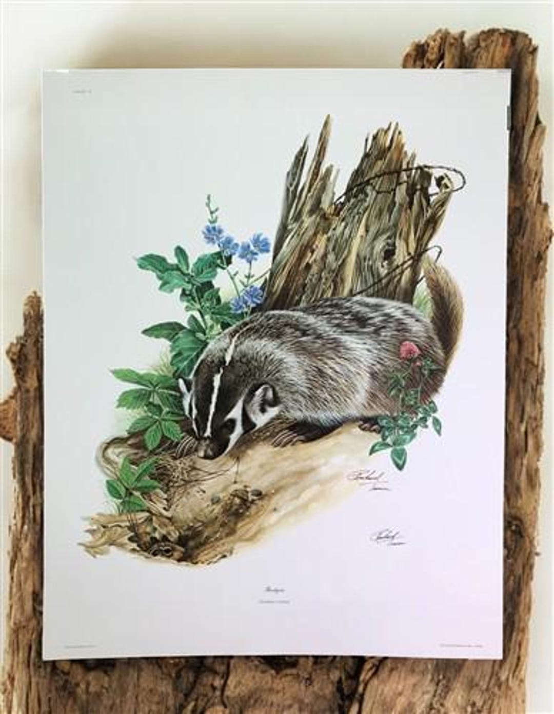 Richard Timm, Badger, Signed Print, 28x22 Wade Collection, Plate 10 - Etsy