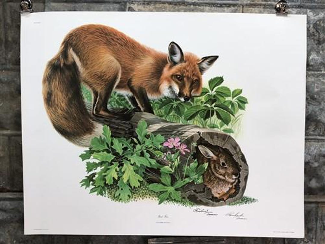 Richard Timm, Red Fox, Signed Prints, 28x22 Wade Collection, Plate 1 - Etsy
