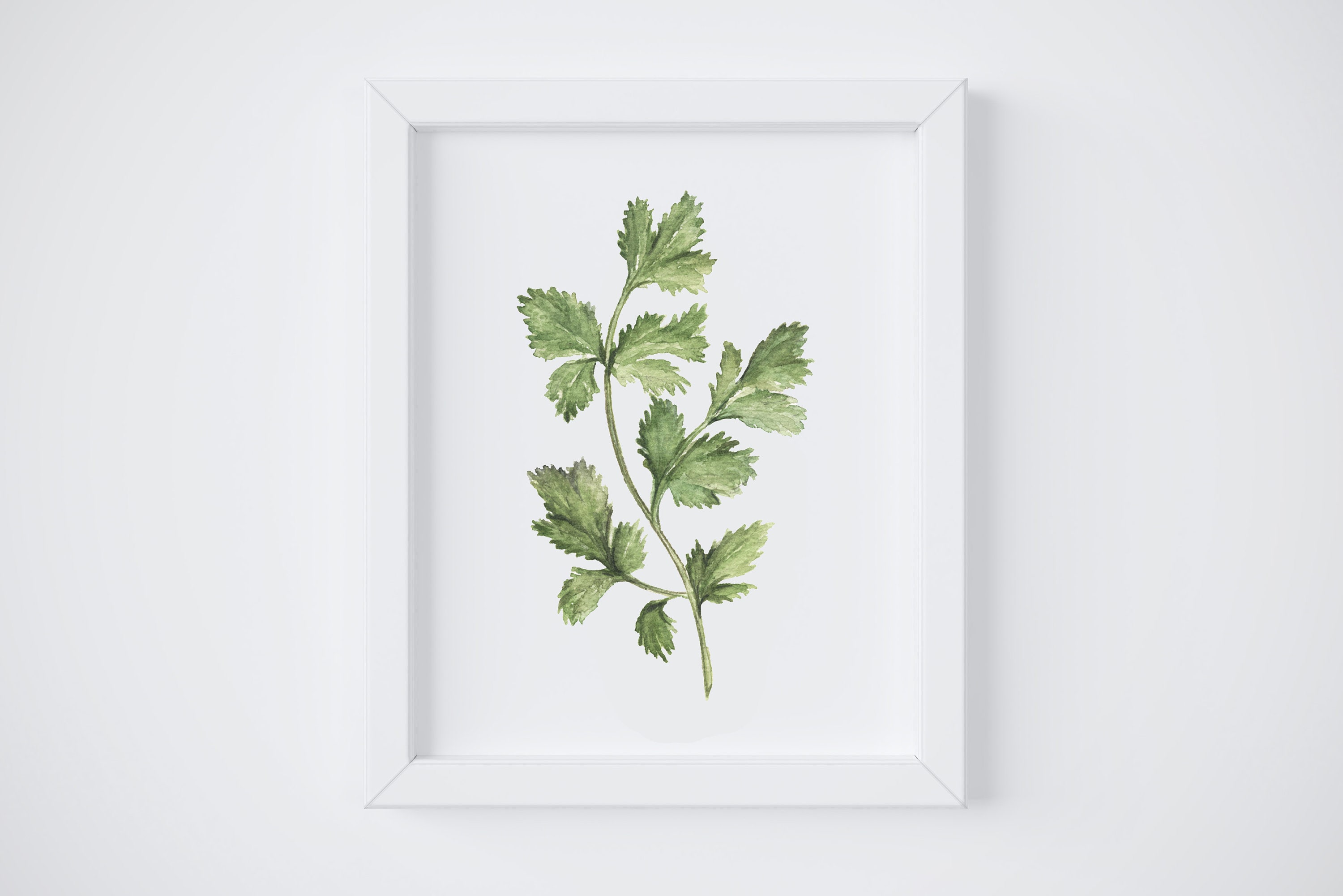 Cilantro Art Print - Cilantro Painting - Herb Painting - Watercolor ...