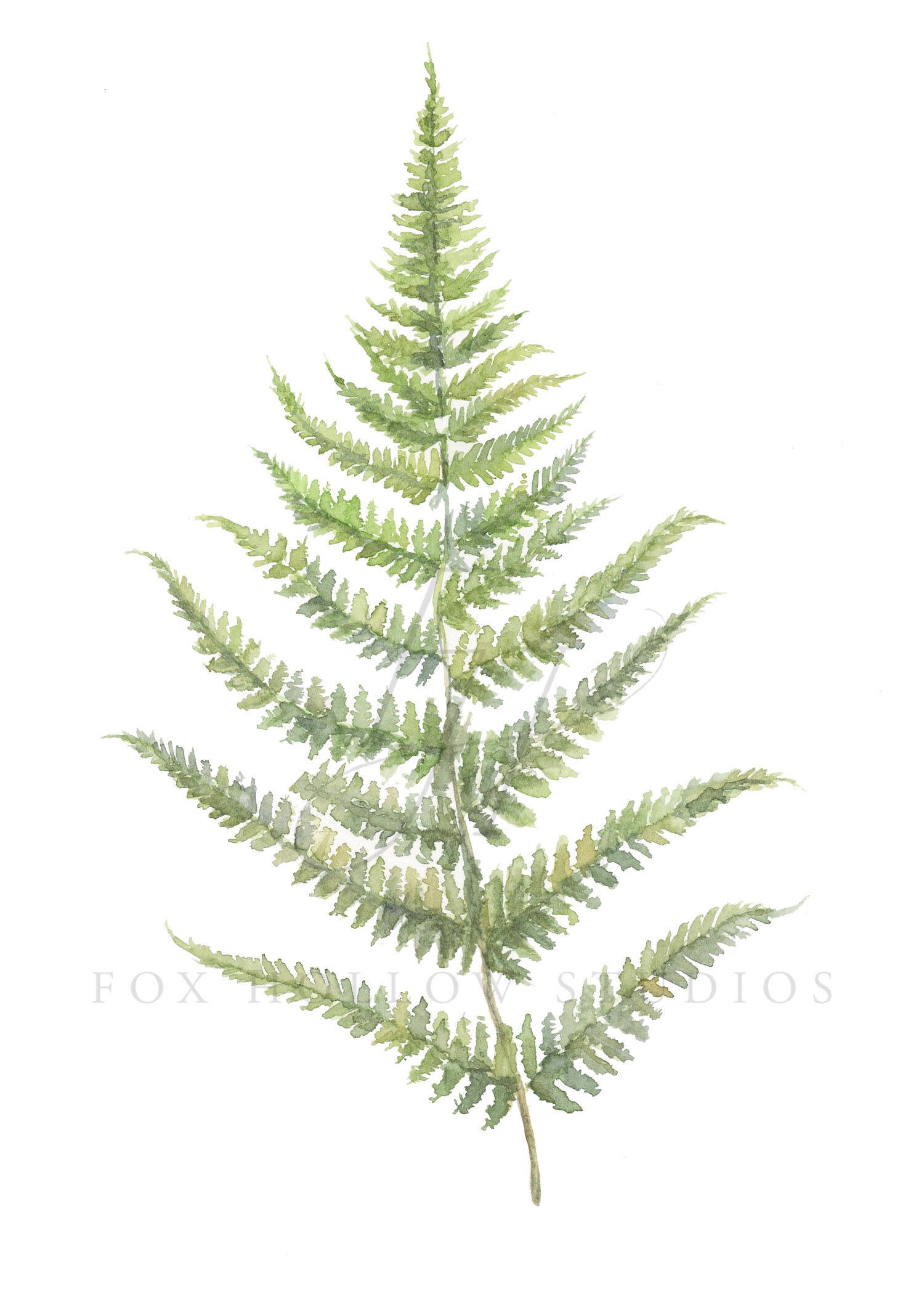 Fern No 2 Art Print Fern Painting Fern Fern Watercolor - Etsy