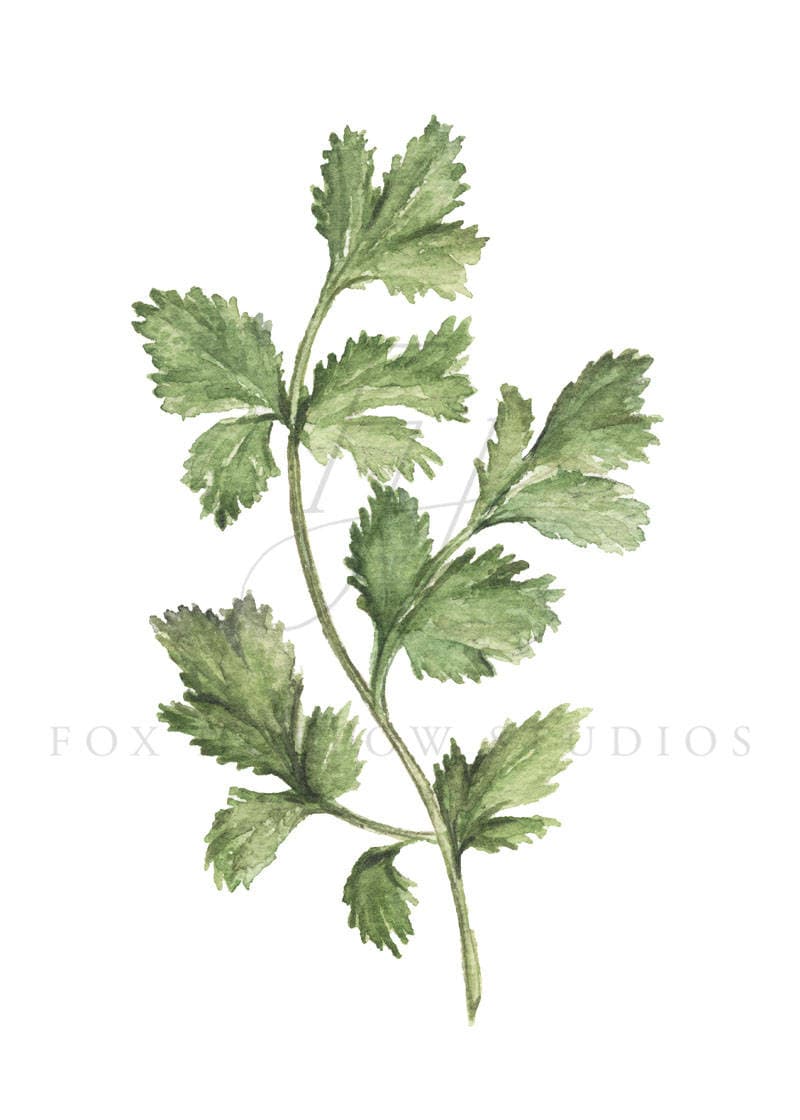 Cilantro Art Print Cilantro Painting Herb Painting - Etsy