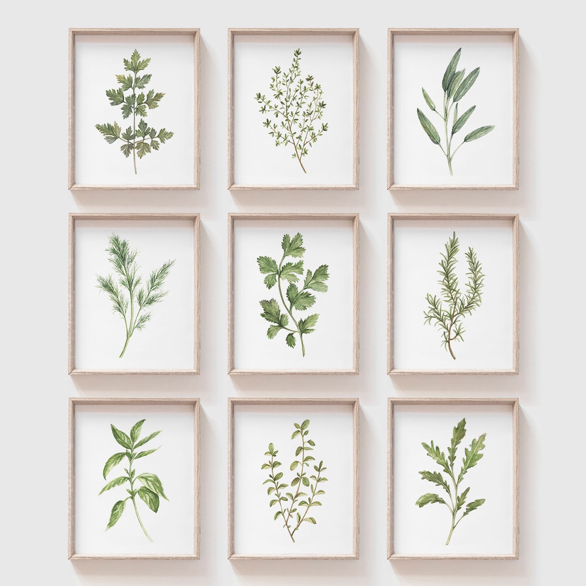 Arugula Art Print - Arugula Painting - Herb Painting - Watercolor ...