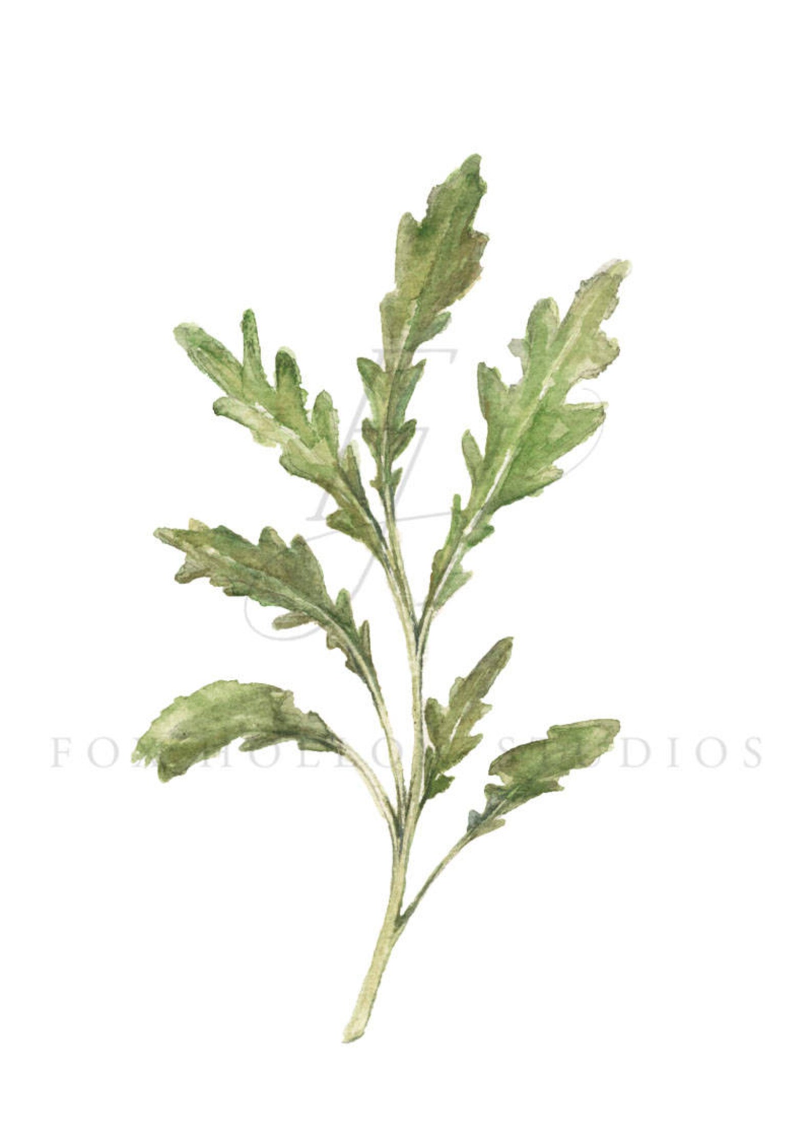 Arugula Art Print - Arugula Painting - Herb Painting - Watercolor ...