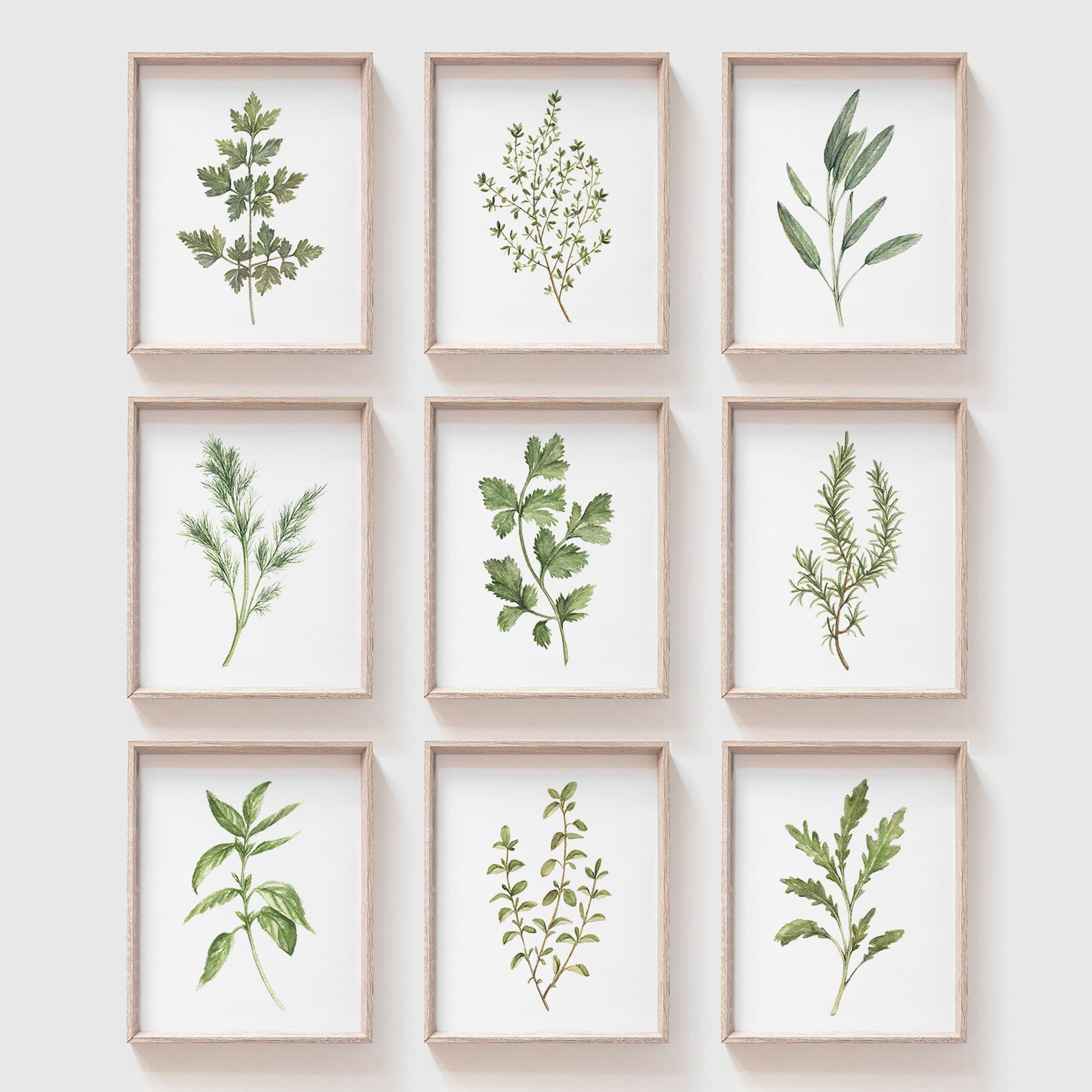 Cilantro Art Print - Cilantro Painting - Herb Painting - Watercolor ...