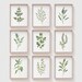 Cilantro Art Print - Cilantro Painting - Herb Painting - Watercolor ...