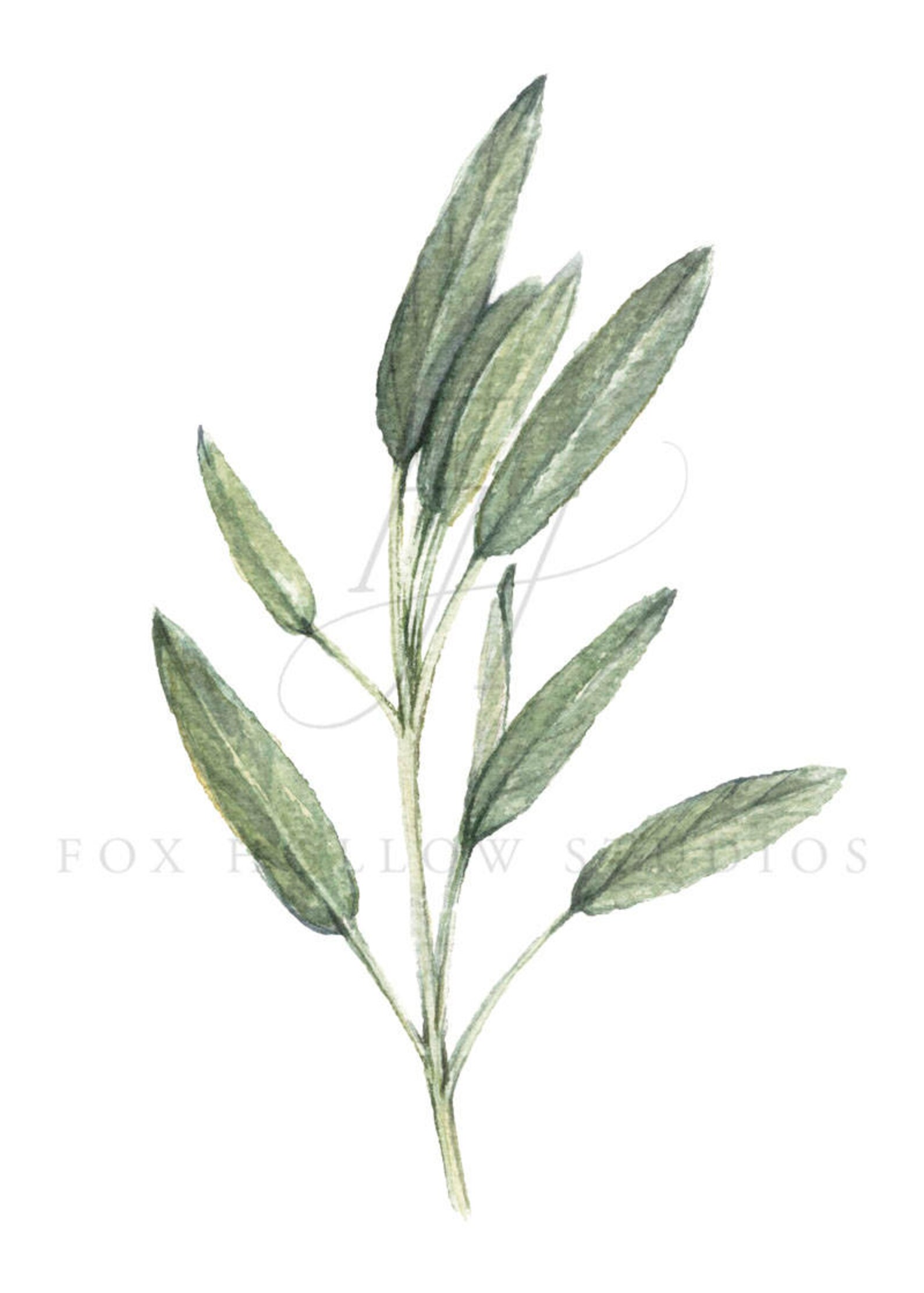 Sage Art Print - Sage Painting - Herb Painting - Farmhouse - Watercolor ...