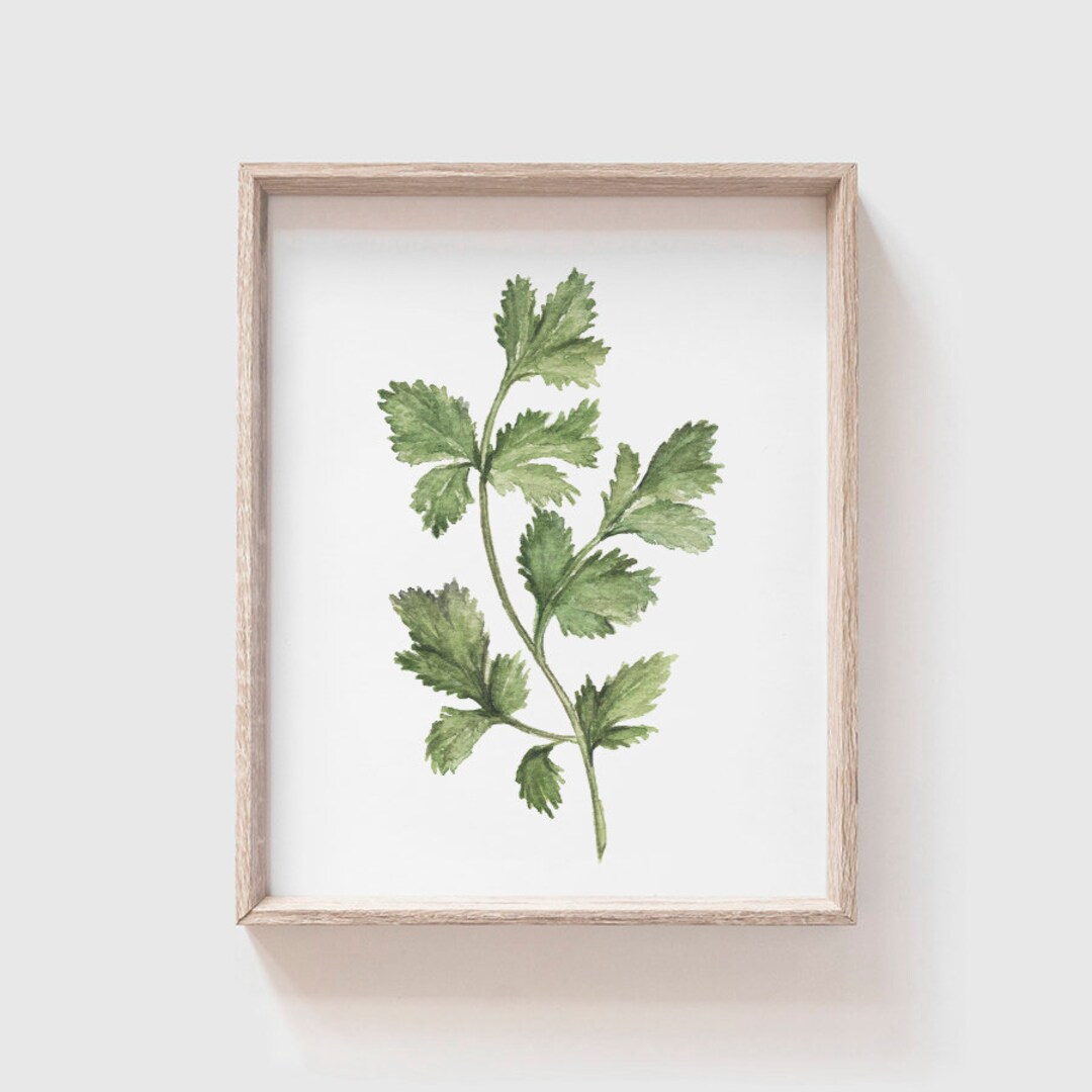 Cilantro Art Print - Cilantro Painting - Herb Painting - Watercolor ...