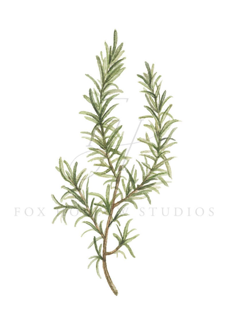 Rosemary Art Print - Rosemary Painting - Herb Painting - Watercolor ...