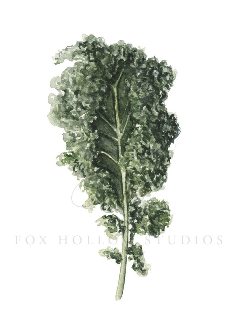Kale Leaf Drawing