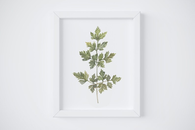 Parsley Art Print- Parsley Painting - Herb Painting - Watercolor - Home ...