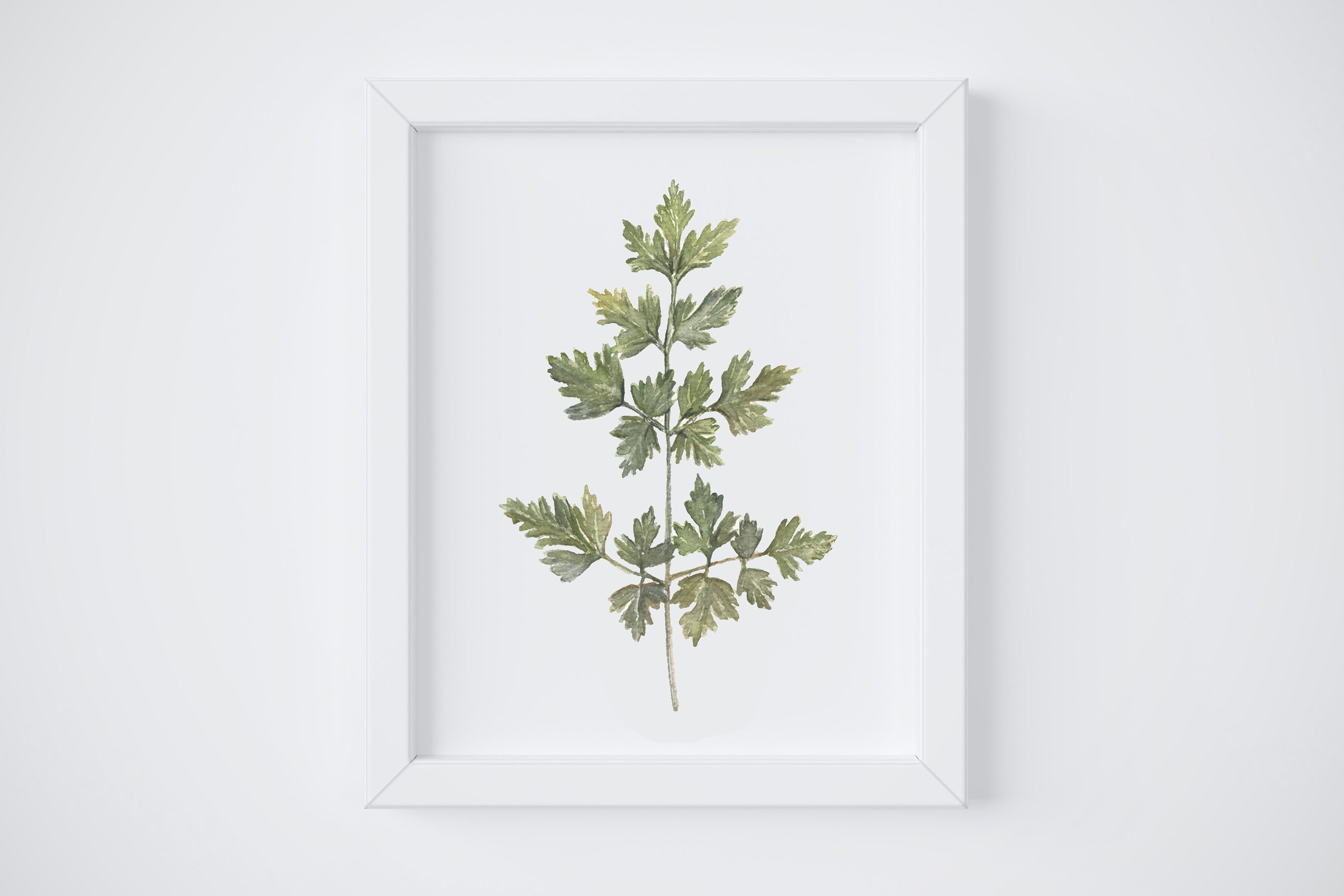 Parsley Art Print- Parsley Painting - Herb Painting - Watercolor - Home ...