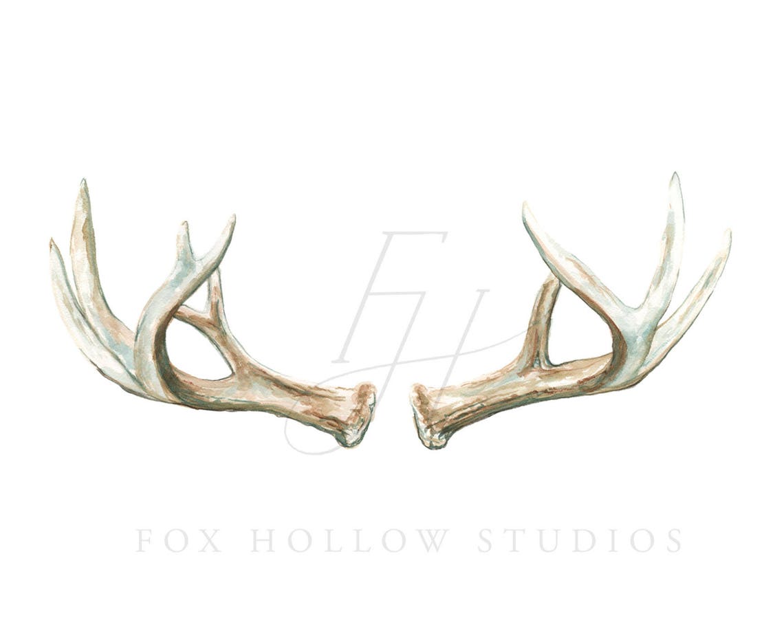 Antlers No 1 Art Print - Antler Painting - Antler Watercolor Painting ...