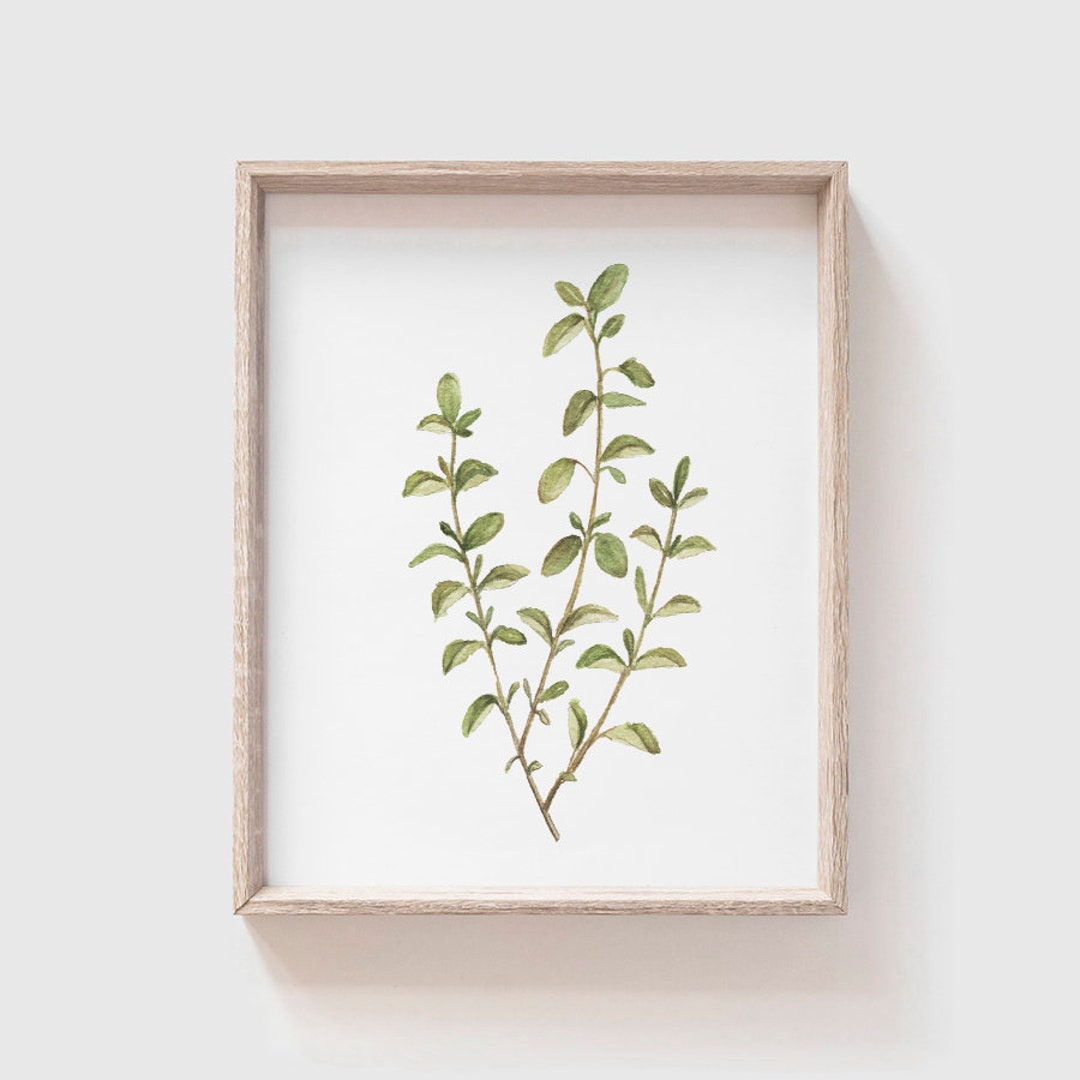 Oregano Art Print - Oregano Painting - Herb Painting - Watercolor ...