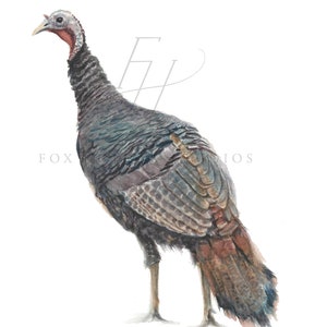 Turkey Art Print- Animal Painting - Thanksgiving Painting - Farm Animal ...