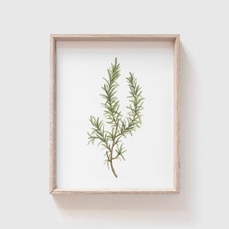 Rosemary Art Print - Rosemary Painting - Herb Painting - Watercolor ...