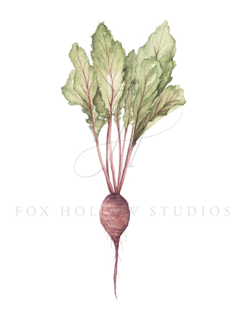 Beet Art Print - Beet Painting - Vegetable Painting - Red Beet ...