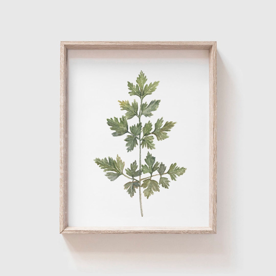 Parsley Art Print- Parsley Painting - Herb Painting - Watercolor - Home ...