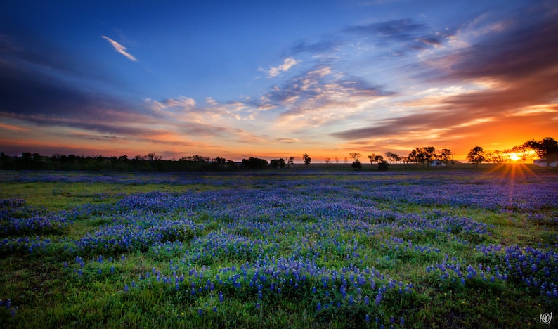 Texas Bluebonnets at Sunrise Near Whitehall - Etsy