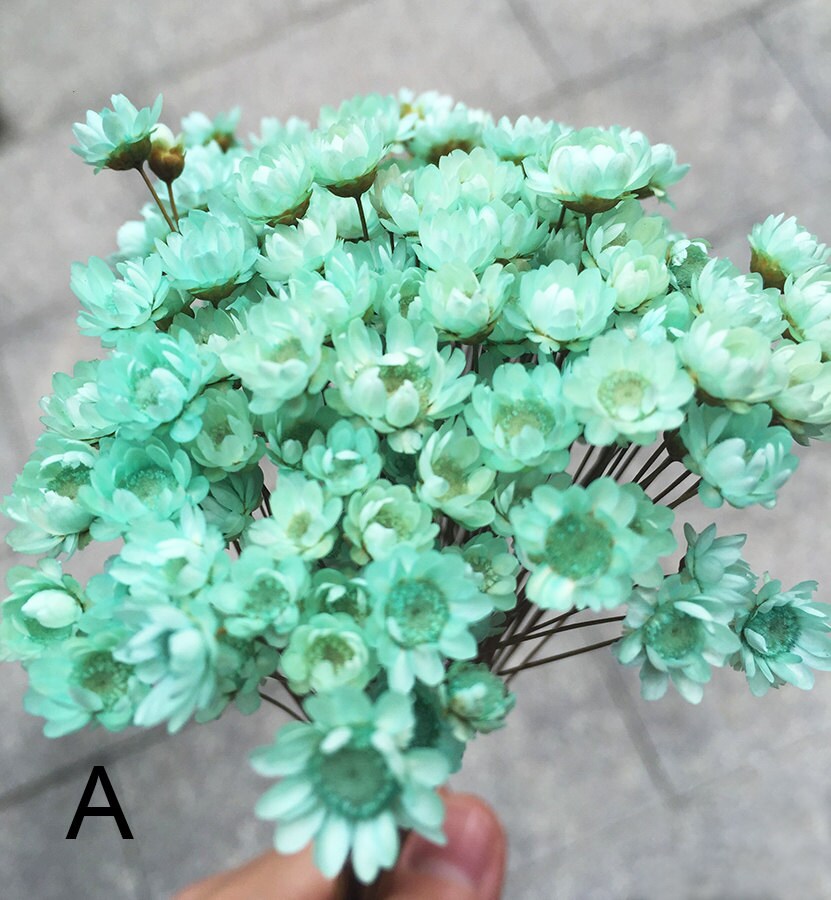 45 Pcs Mini Star Daisy,4 Colors,real Natural Dried Flowers for Filler ...