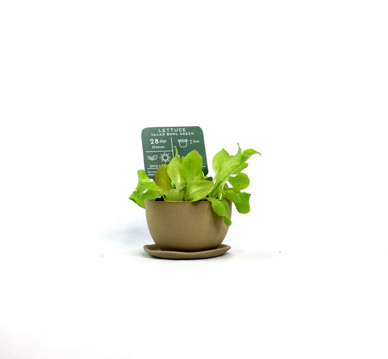 Lettuce Pun Gift Tag With Seeds - Etsy