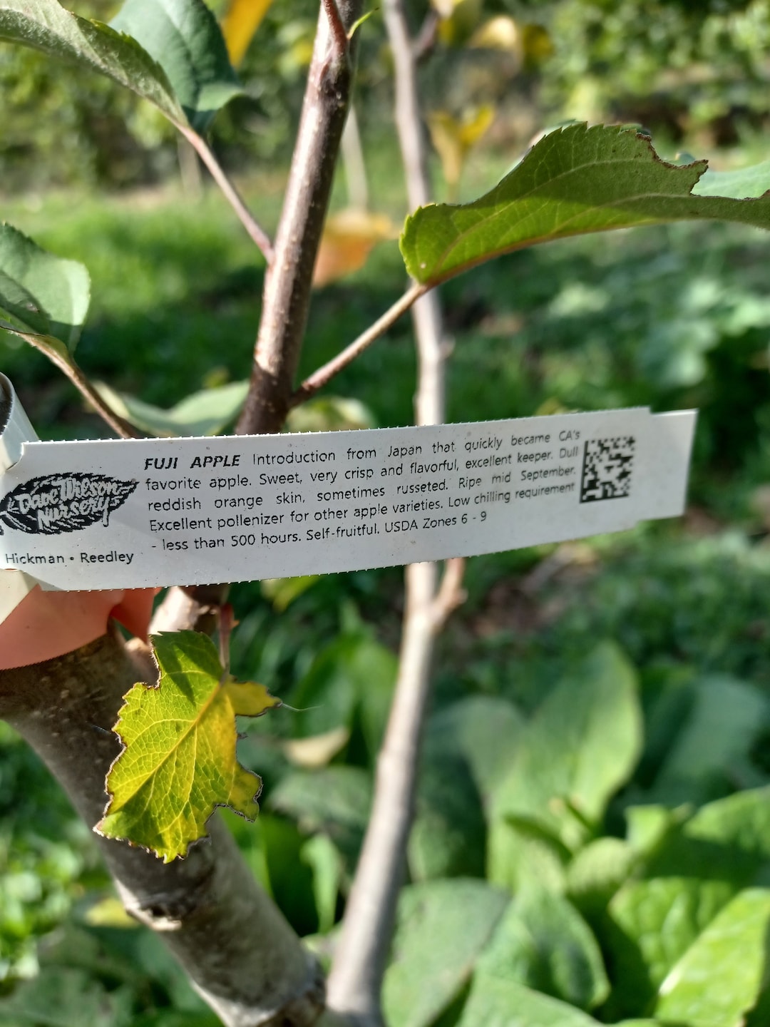 Apple Tree Cuttings Bud Wood Scions for Grafting 4 Total Red Delicious ...