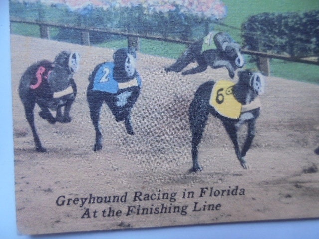 Greyhound Racing Finish Line