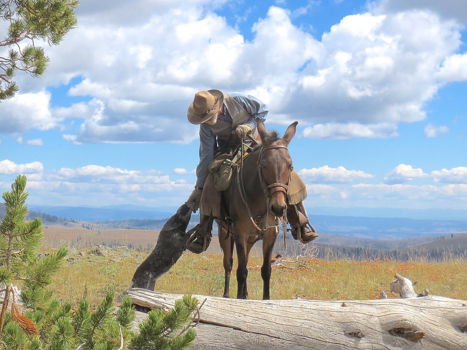 Historic Mountie Hat - Etsy
