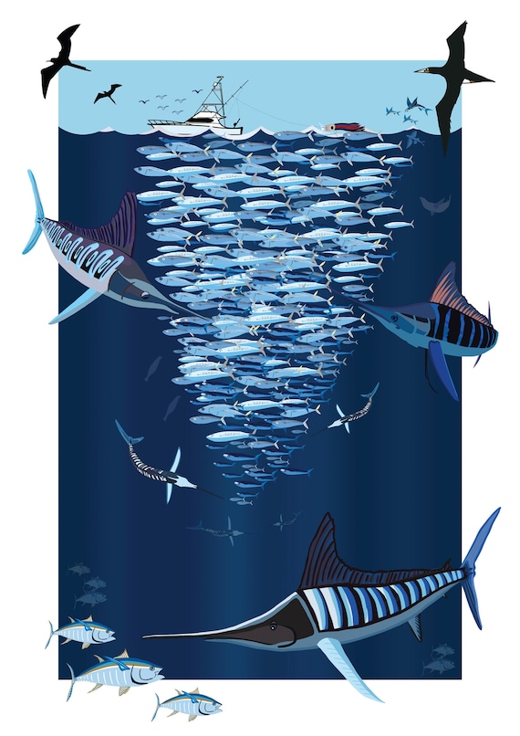 Striped Marlin Graphic Art Giclee Print | Etsy