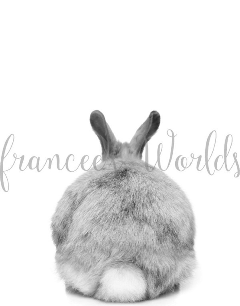 Bunny Rabbit Cottontail PRINT Black and White Print Woodland - Etsy