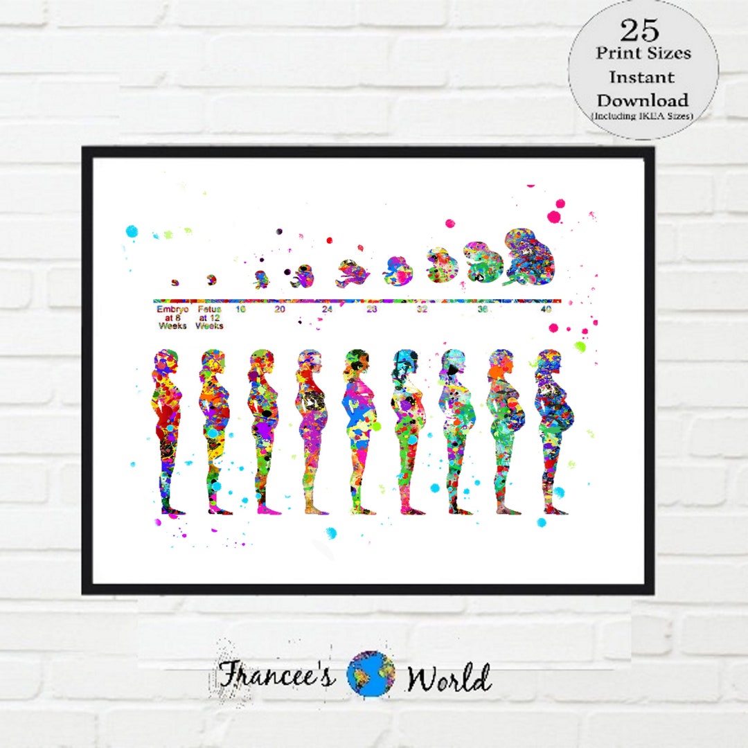Pregnancy Stages Print: Fetal Development Medical Art (digital Download ...
