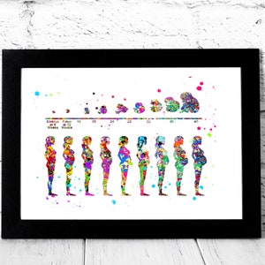 Pregnancy Stages Print Medical Art Fetal Development Poster Fetus ...